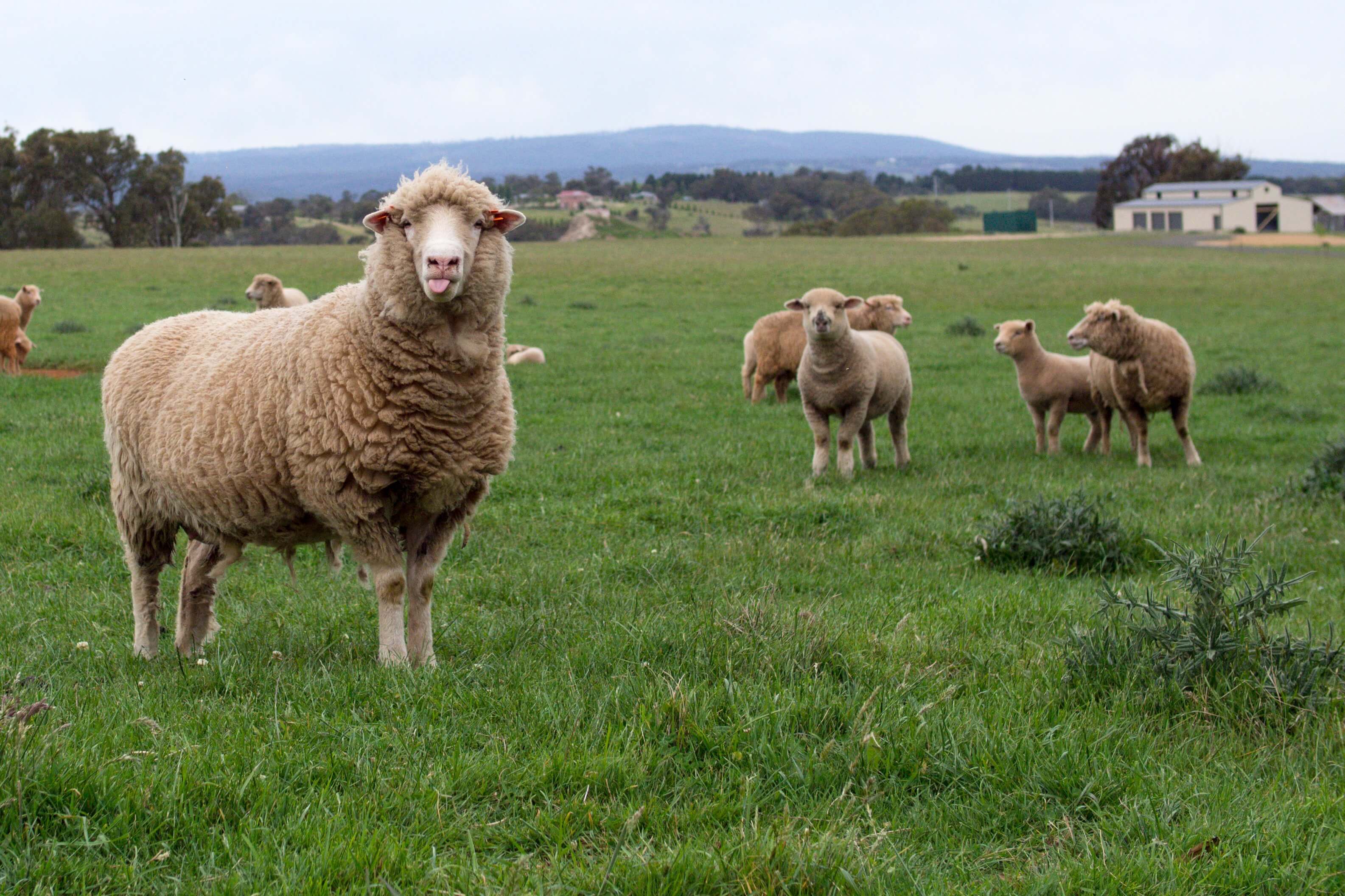 Merinos still dominate Australia’s breeding ewe flock | Meat ...