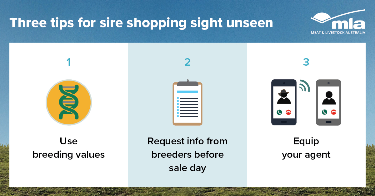 How to choose a sire when you can’t attend a sale | Meat & Livestock ...