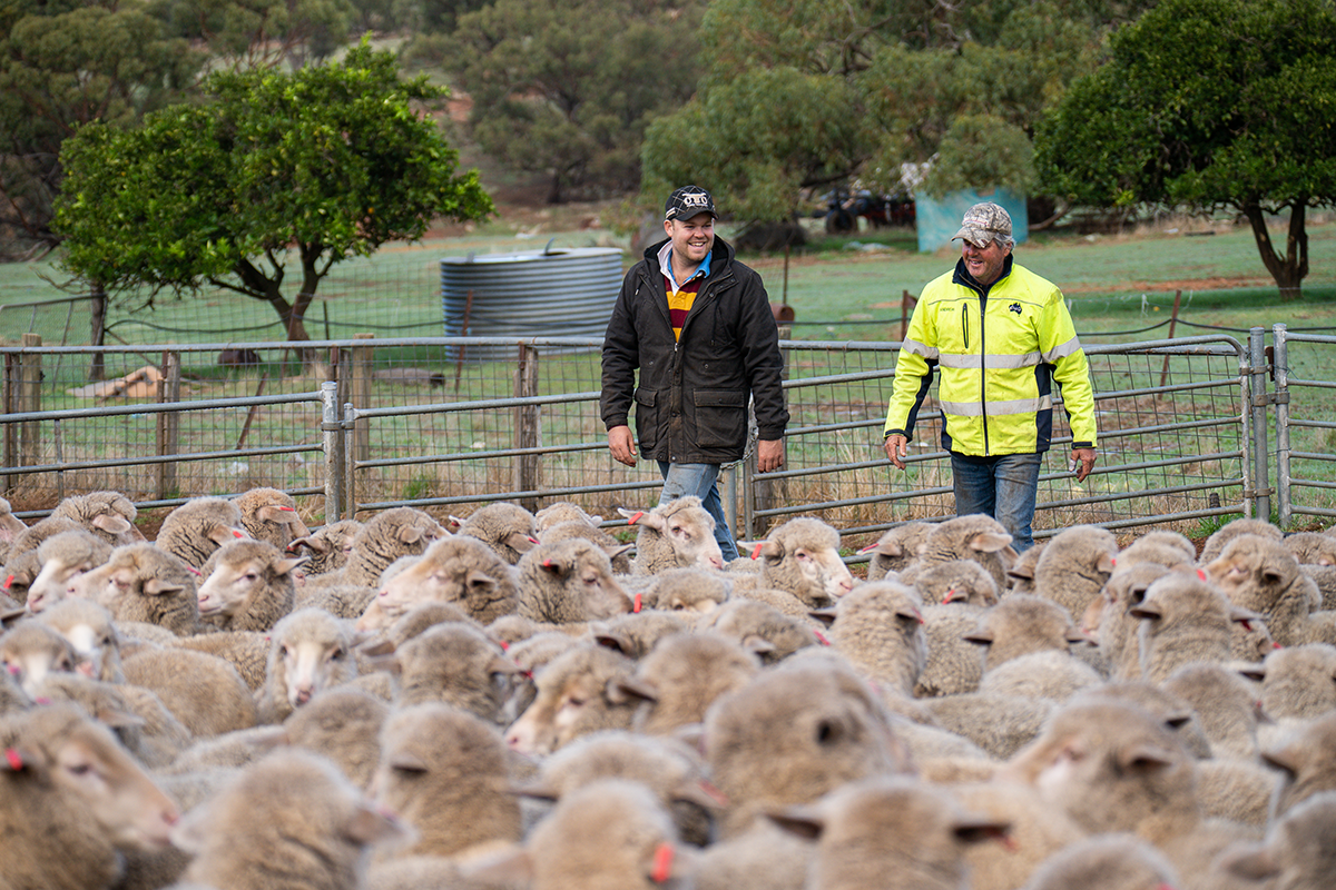 Australia to strengthen grip as the largest sheepmeat exporter as flock ...