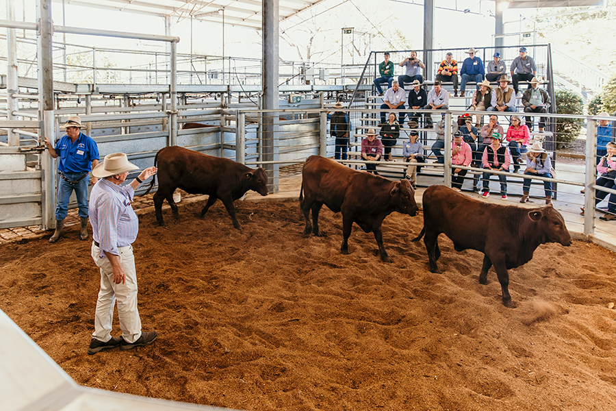 More beef for your buck at Kidman Springs | Meat & Livestock Australia