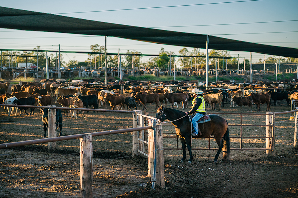 Behind the scenes of Feedlot TECH’s new pen riding course | Meat ...