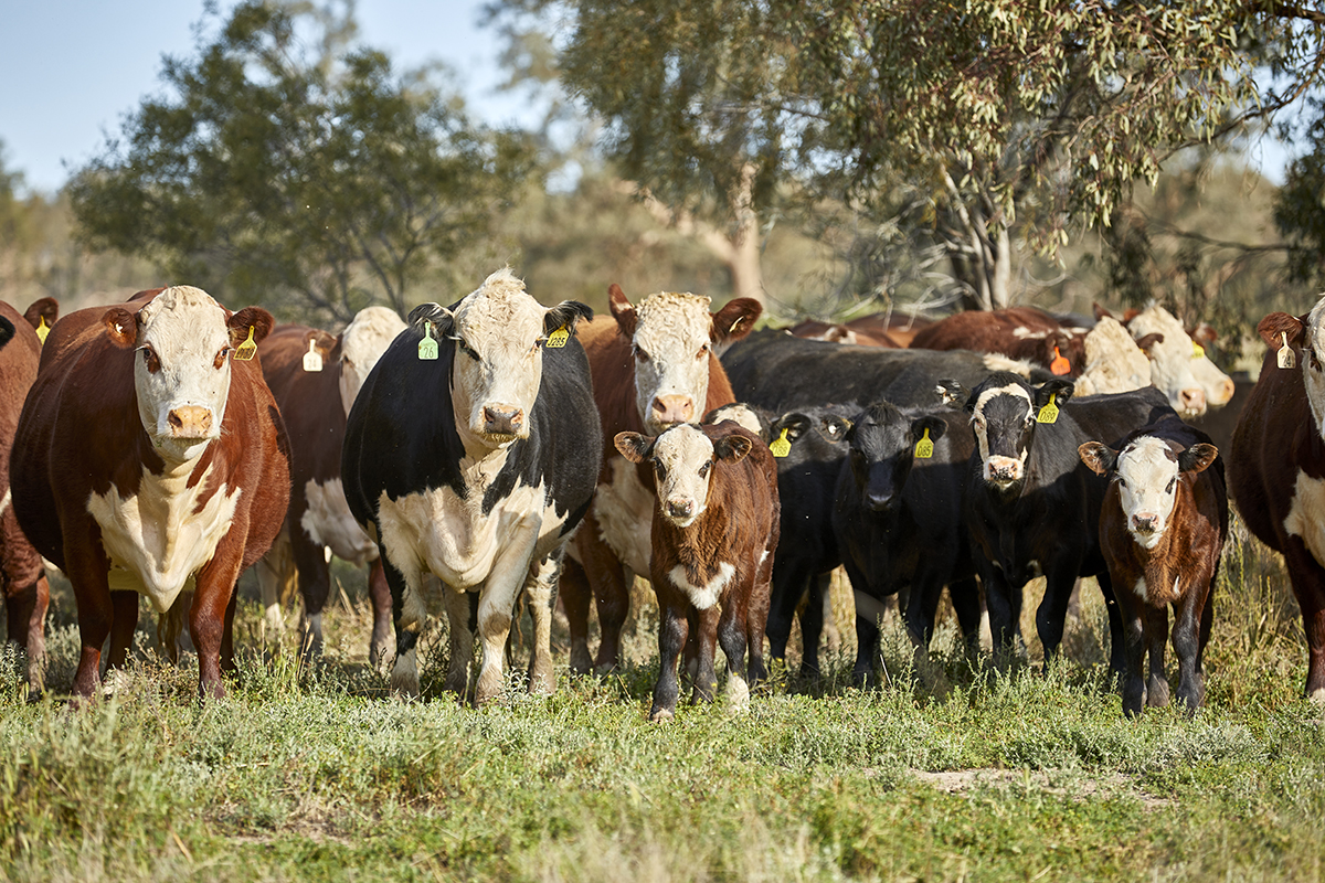 Cattle projections | Meat & Livestock Australia
