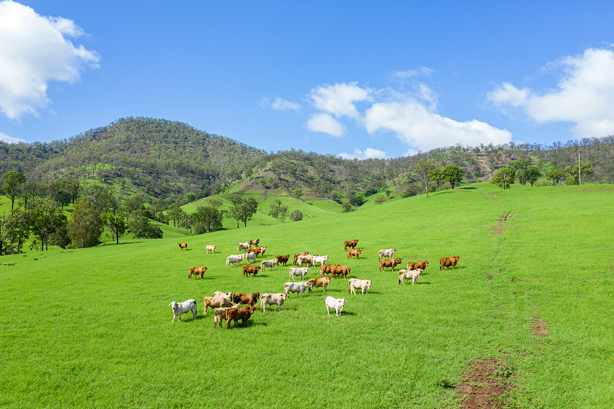 Cattle Connect 2024 | Tamworth, NSW | Meat & Livestock Australia