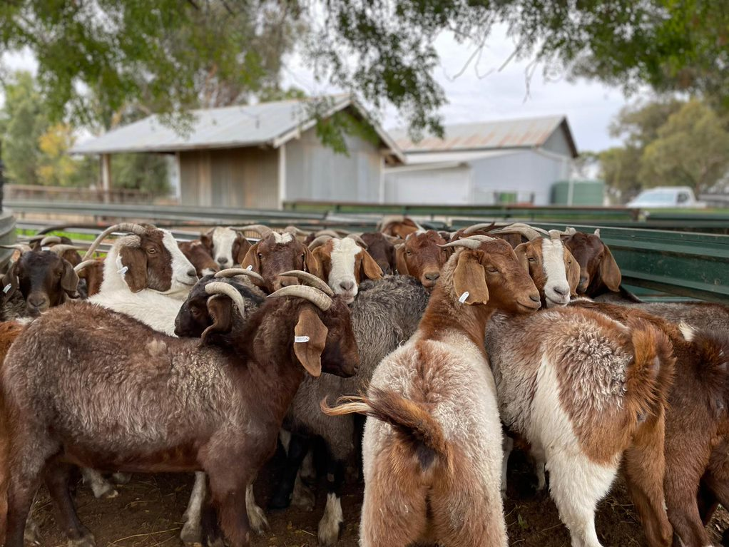 Bucks sought for goat reference herd | Meat & Livestock Australia