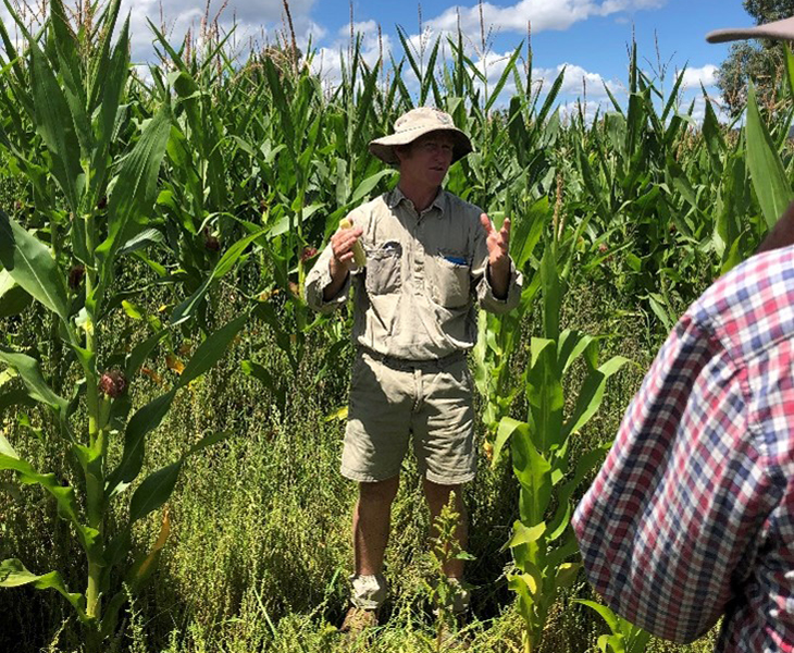 Corn silage provides cost-effective fodder | Meat & Livestock Australia