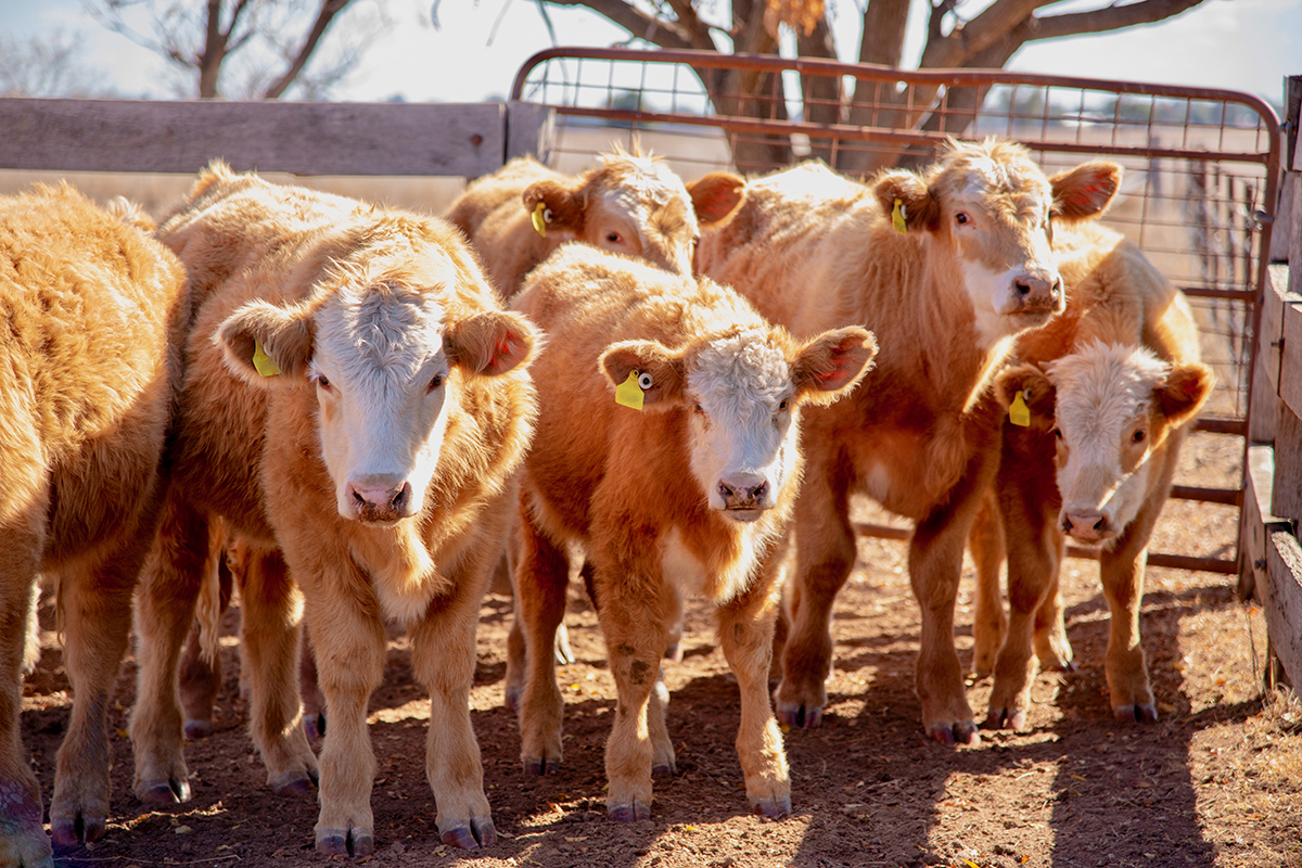 Restocker Market: Steer vs Heifer Premiums | Meat & Livestock Australia
