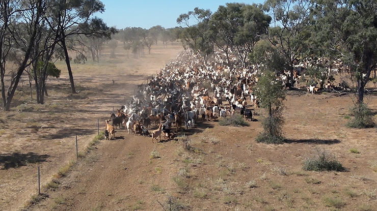 Goat producers trial drone mustering | Meat & Livestock Australia