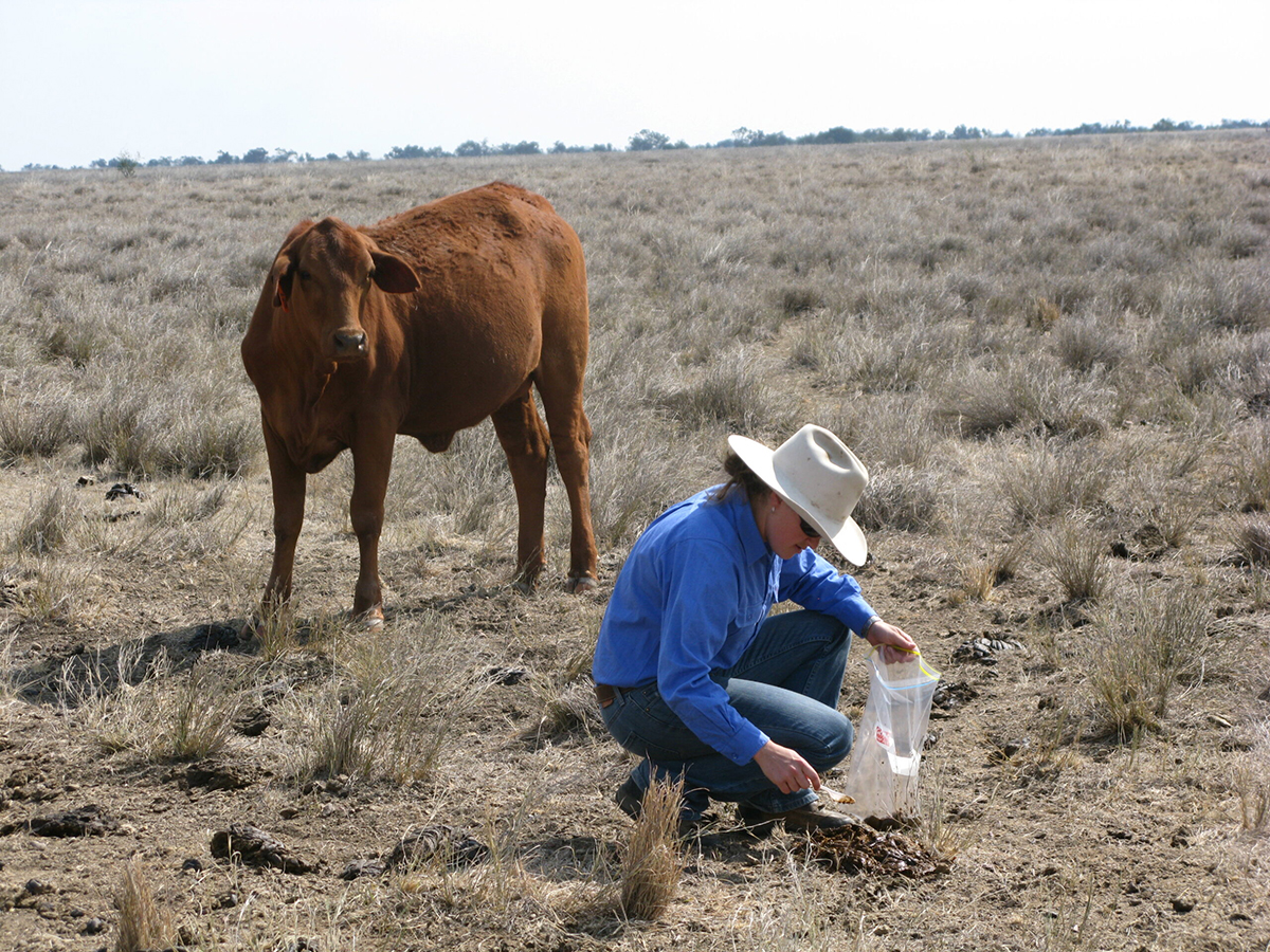 Dung testing predicts diet quality for better herd and land management ...