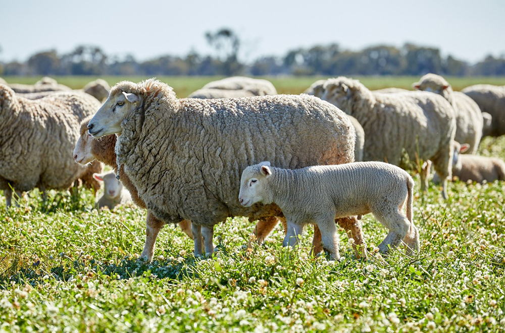 Australian red meat is a trusted choice in Southeast Asia | Meat ...