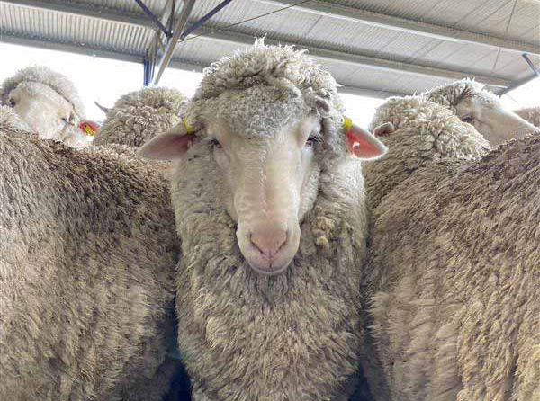 Unlock world leading genetic benchmarking with Flock Profile | Meat ...