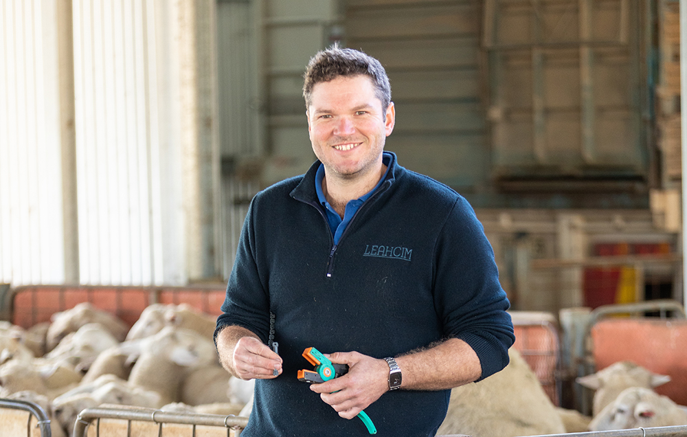 Efficiency and accuracy ride on back of sheep eID | Meat & Livestock ...
