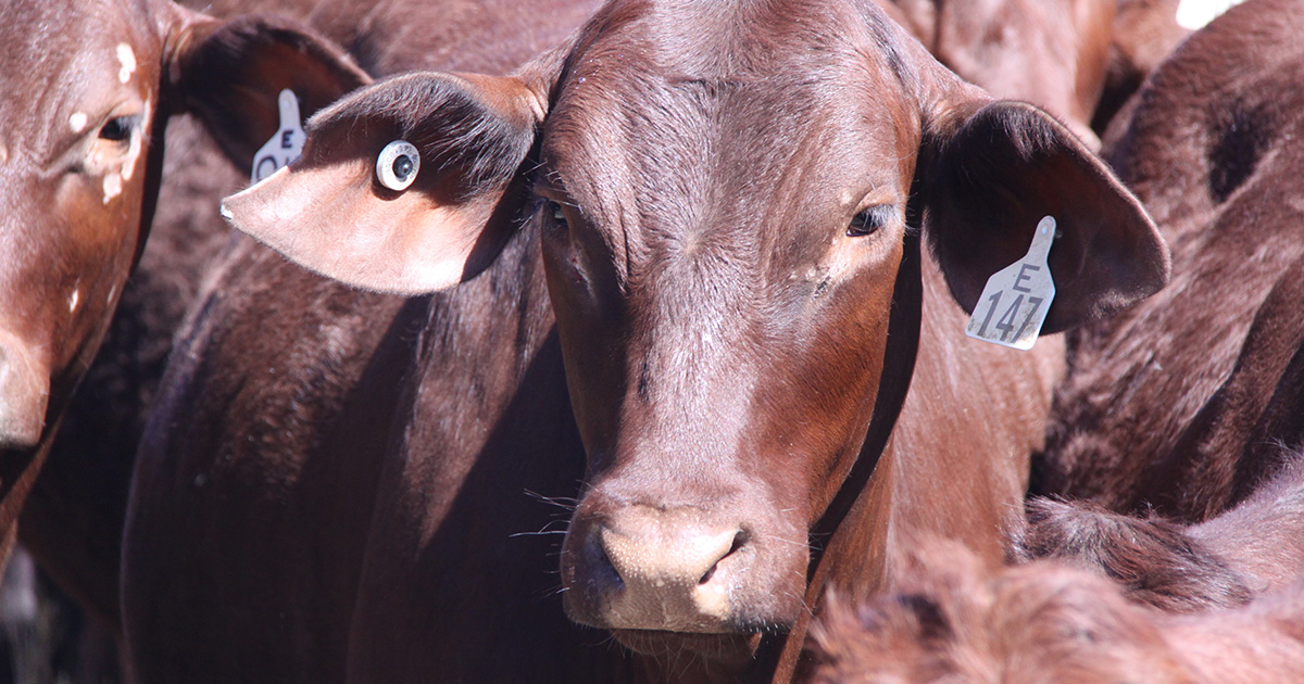 Polled gene testing for a more sustainable herd | Meat & Livestock ...