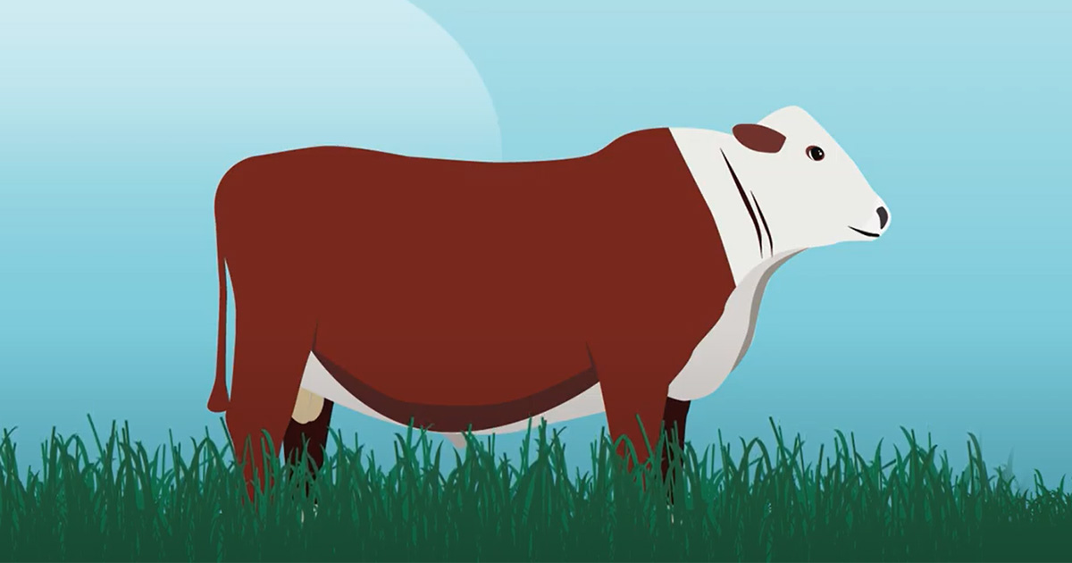 How to get started with breeding values | Meat & Livestock Australia