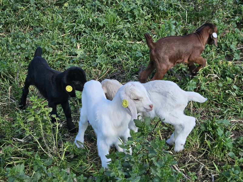 Getting NLIS-ready for sheep and goat eIDs | Meat & Livestock Australia