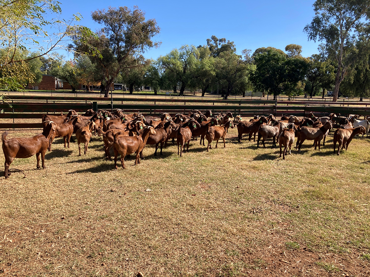 MLA’s carbon calculator expanded to include feedlot and goat production ...