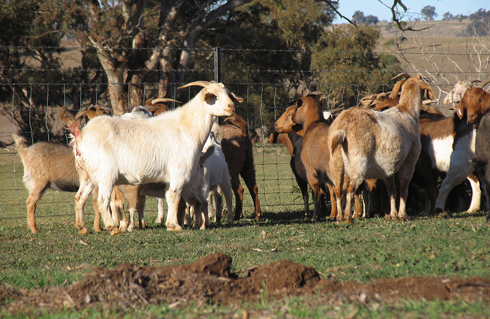 Future Fibre Farming program launched | Meat & Livestock Australia
