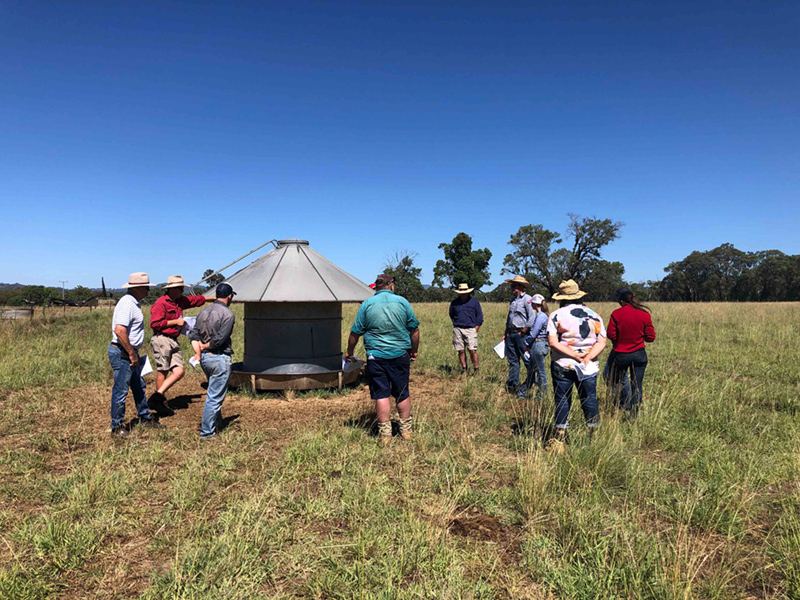 Livestock gains through making grain count | Meat & Livestock Australia