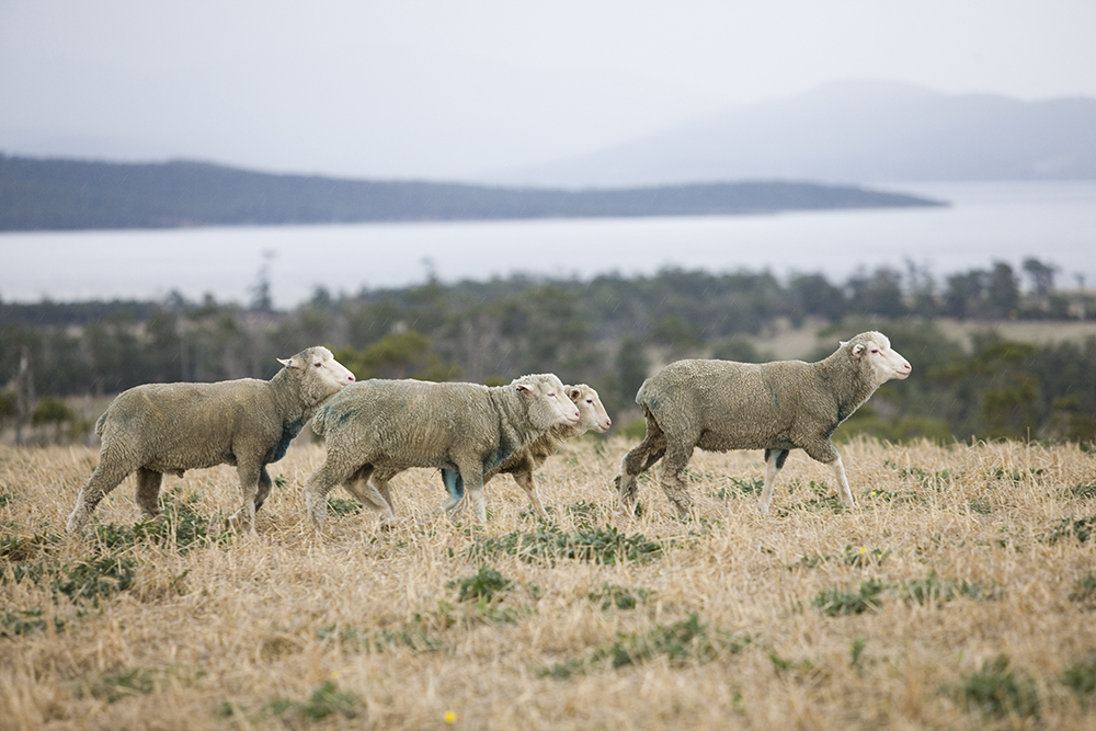 What past heavy lamb trends tell us about the current market | Meat ...