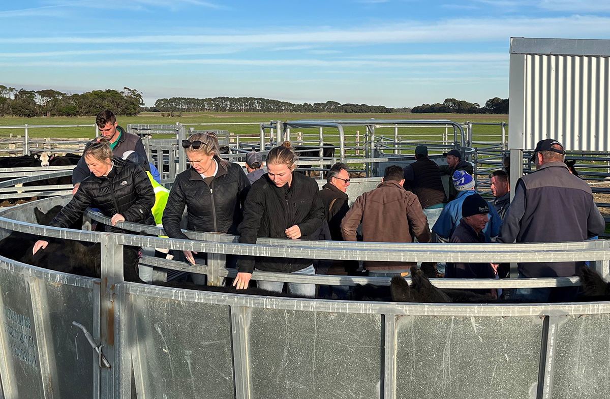Hot tips for top heifers | Meat & Livestock Australia