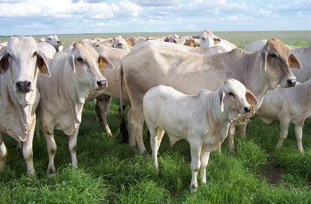 New ABS data highlights crucial role of red meat in national ...