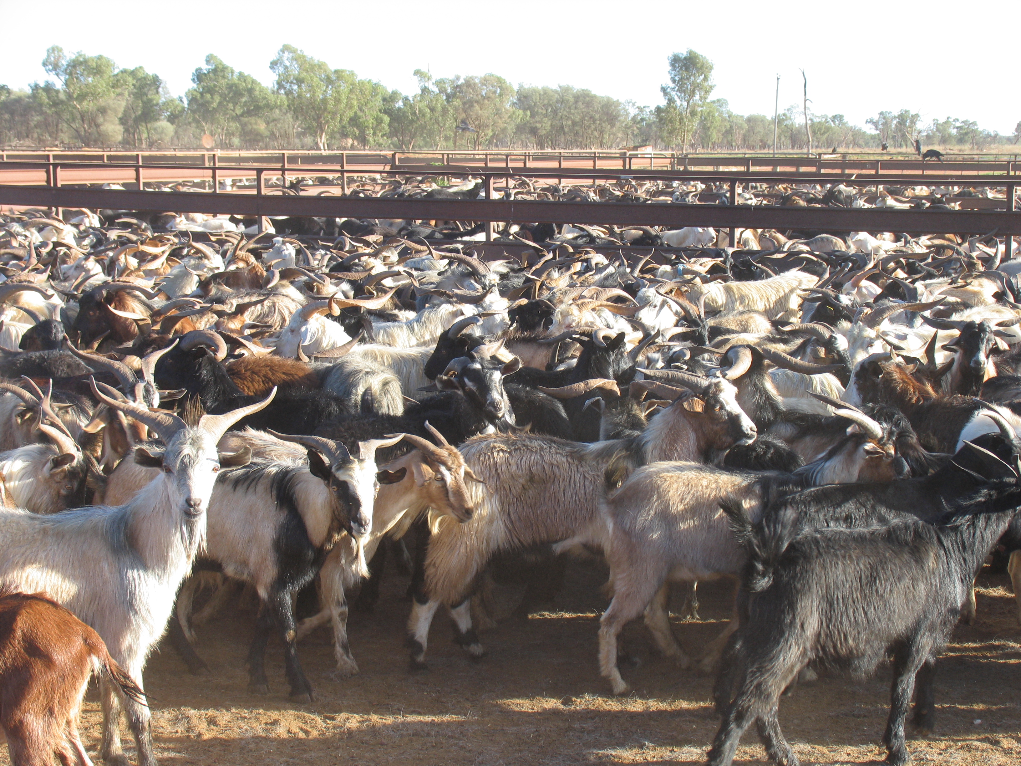 How does Australian goatmeat fare on the world stage? | Meat ...