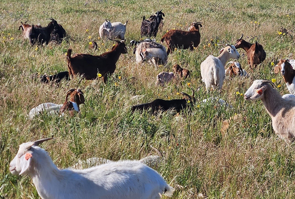 National Vendor Declarations – a must for goat producers | Meat ...