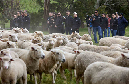 WA producers: Experience lamb like never before | Meat & Livestock ...