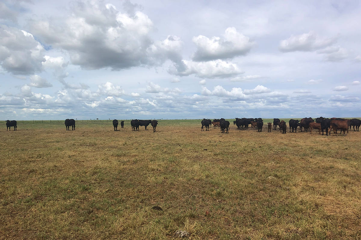 Calf survival project leads to heavier calves and healthier cows | Meat ...