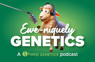 Ewe-niquely genetics: MLA launches a brand-new podcast by Sheep Genetics | Meat & Livestock ...