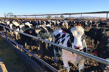 Predicting the eating quality of dairy breeds with MSA | Meat ...