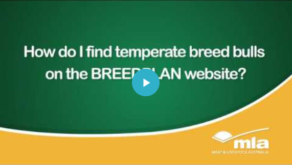 Using Breeding Values To Find Sires Meat And Livestock Australia