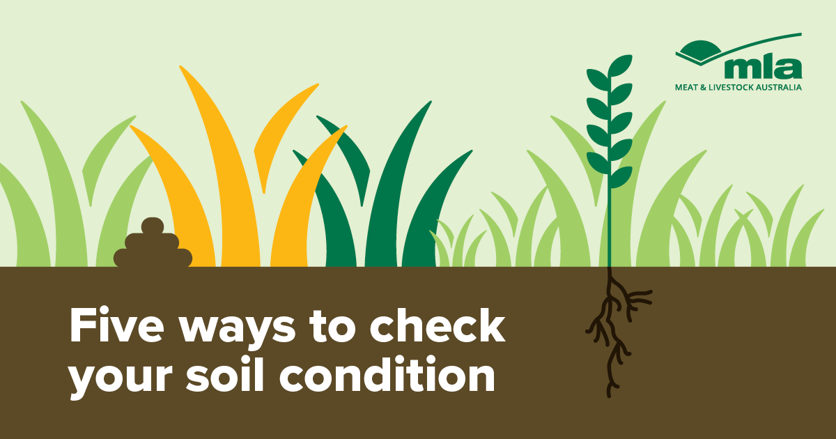 Five ways to check your soil condition | Meat & Livestock Australia