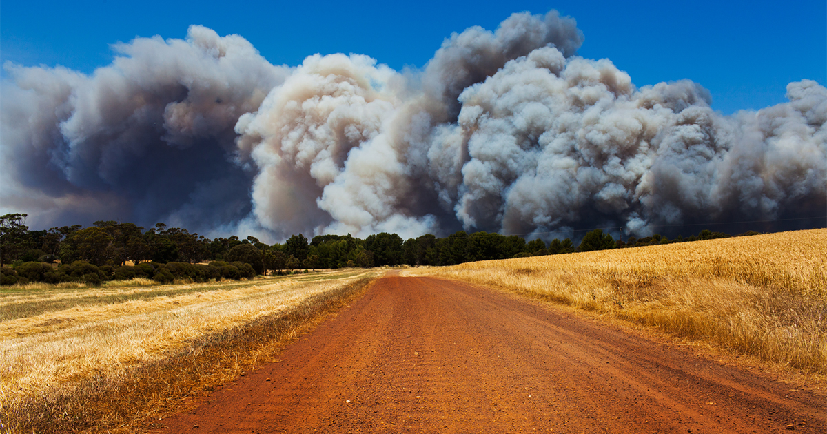 One-on-one bushfire recovery support extended | Meat & Livestock Australia