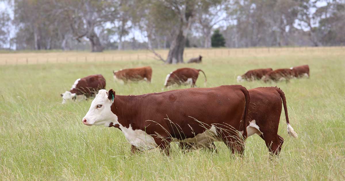 Bloat risk increased with improved seasonal conditions | Meat ...