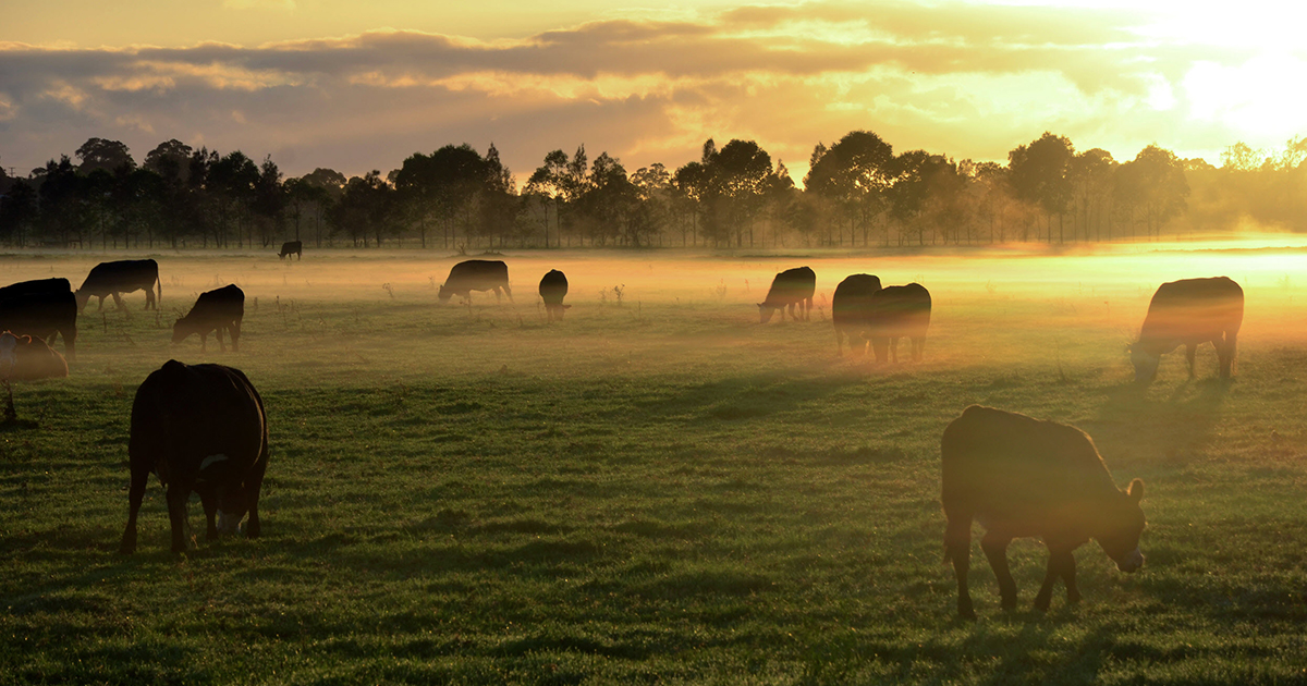 Rain fuels potential cattle herd rebuild | Meat & Livestock Australia