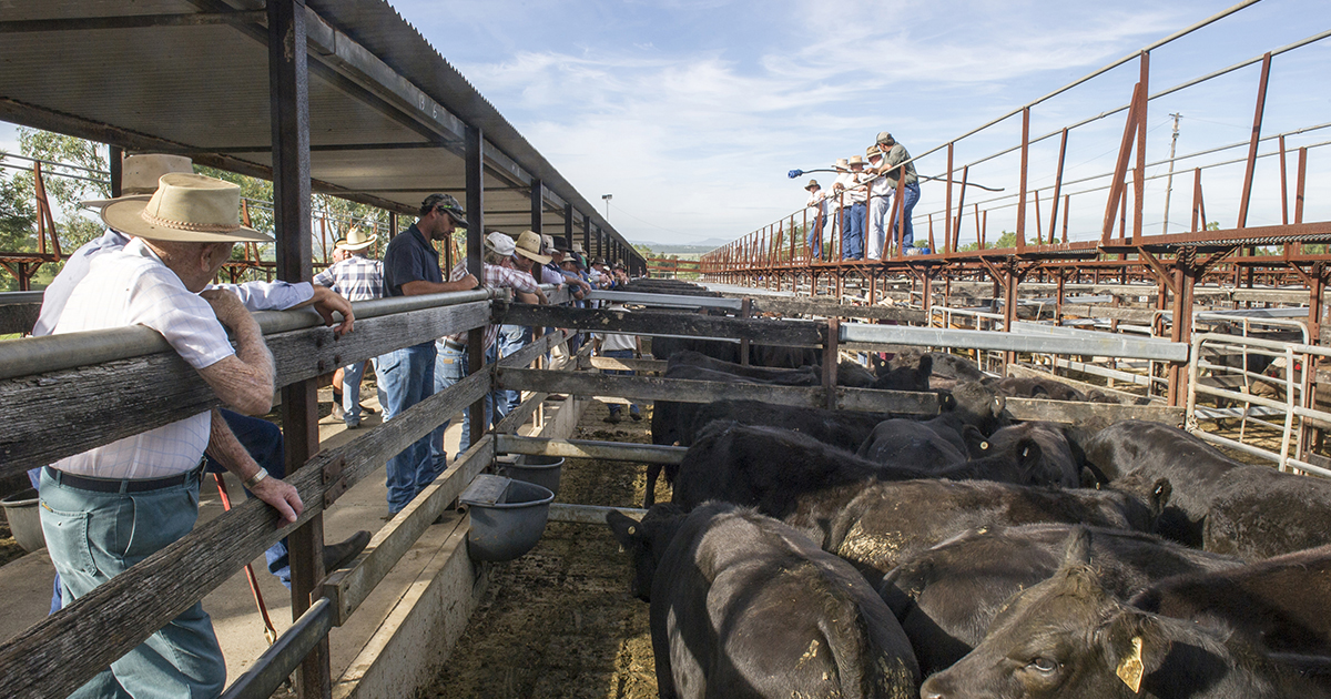 State of play in the domestic market | Meat & Livestock Australia