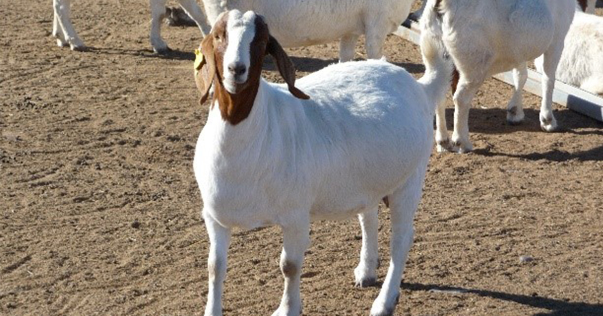 Webinar puts spotlight on goat health | Meat & Livestock Australia
