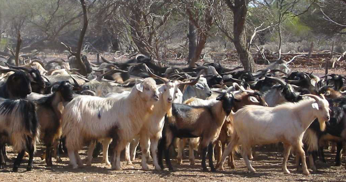 Goat slaughter at its highest level in six years | Meat & Livestock ...