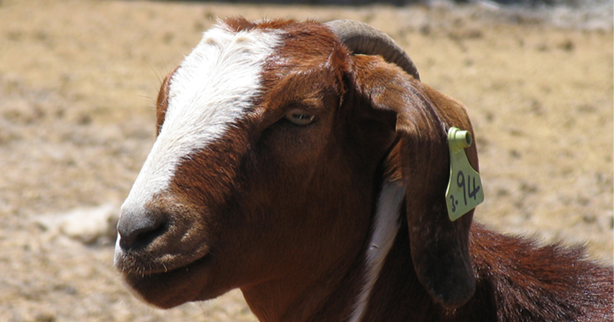MLA goat roadshow webinar and Q&A | Meat & Livestock Australia