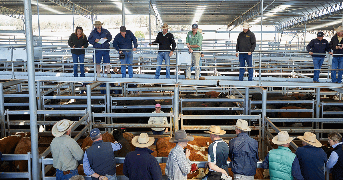 Managing the Dubbo saleyard closure | Meat & Livestock Australia