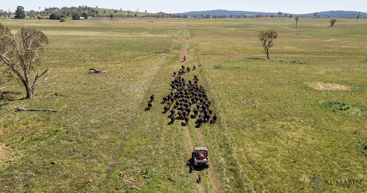 The right stocking rate starts with a soil test | Meat & Livestock ...