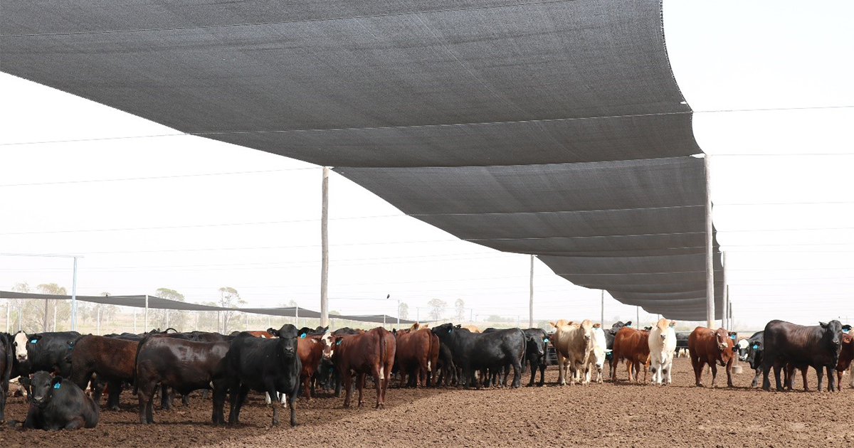 R&D to quantify shade and shelter benefits | Meat & Livestock Australia