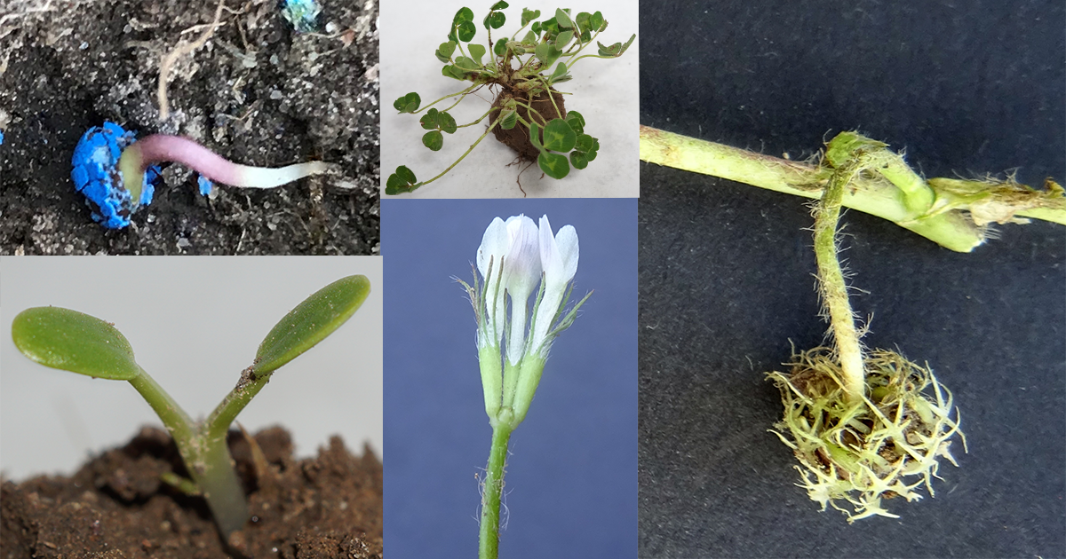 Five steps to productive sub‑clover | Meat & Livestock Australia