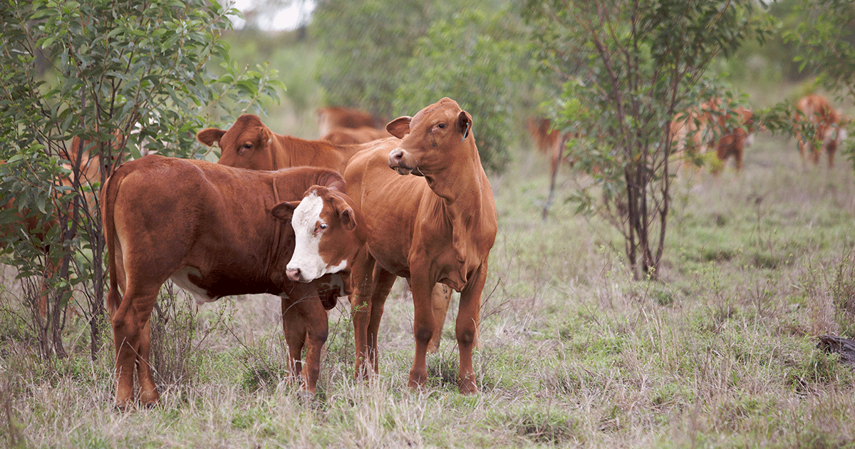What to feed weaners | Meat & Livestock Australia
