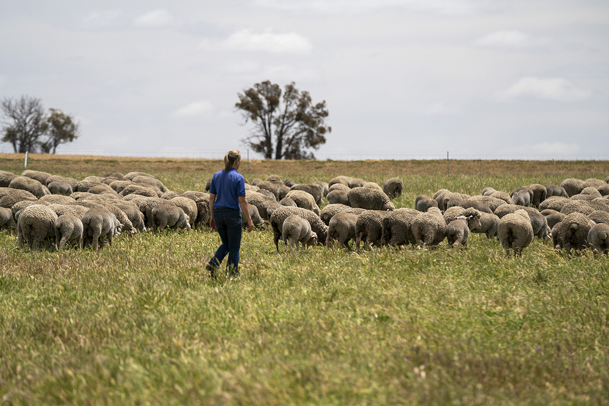 PDS Spotlight on Productive saltland pastures for southern WA | Meat ...