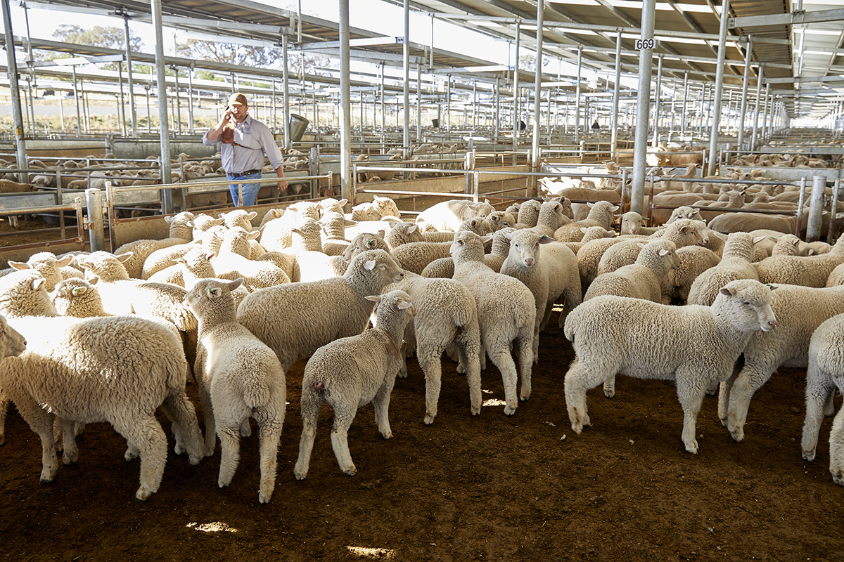 Lamb Exports Highest On Record Meat And Livestock Australia