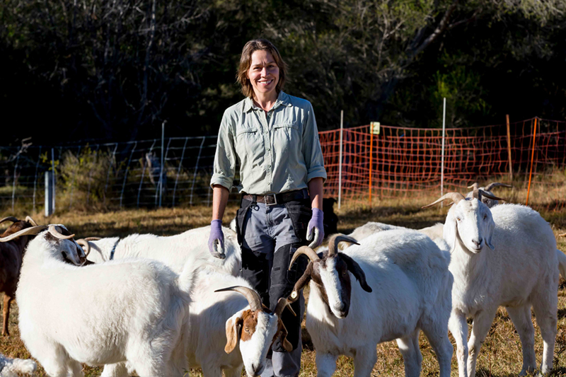 Rental goats deliver weed solution | Meat & Livestock Australia
