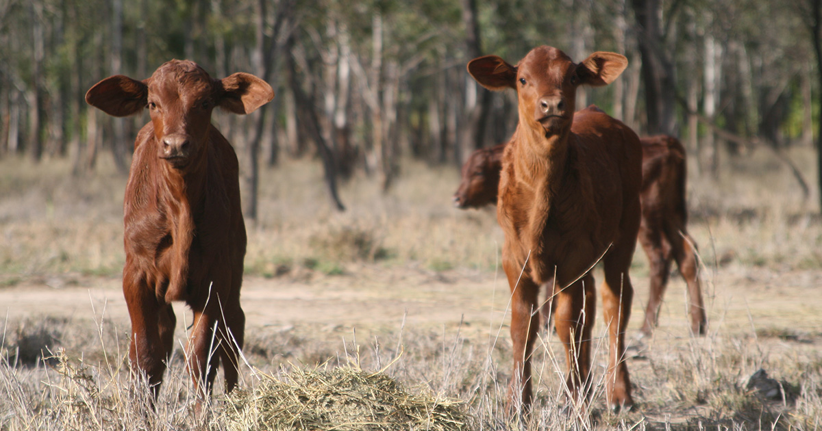 Australian exports stay firm as global landscape shifts | Meat ...