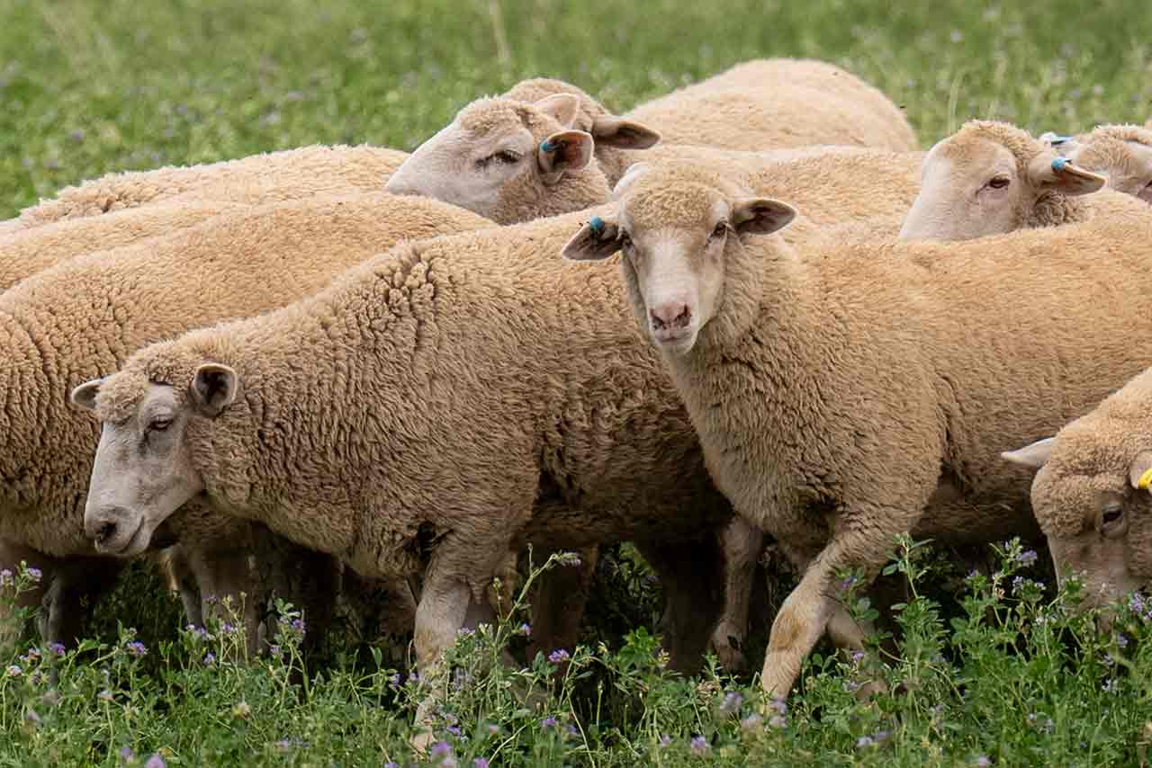 MLA’s Sheep Genetics program goes from strength to strength | Meat ...