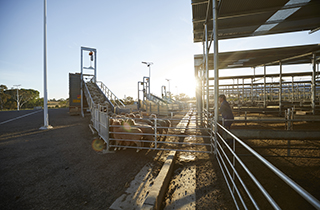 Australian red meat’s export performance: October update | Meat ...